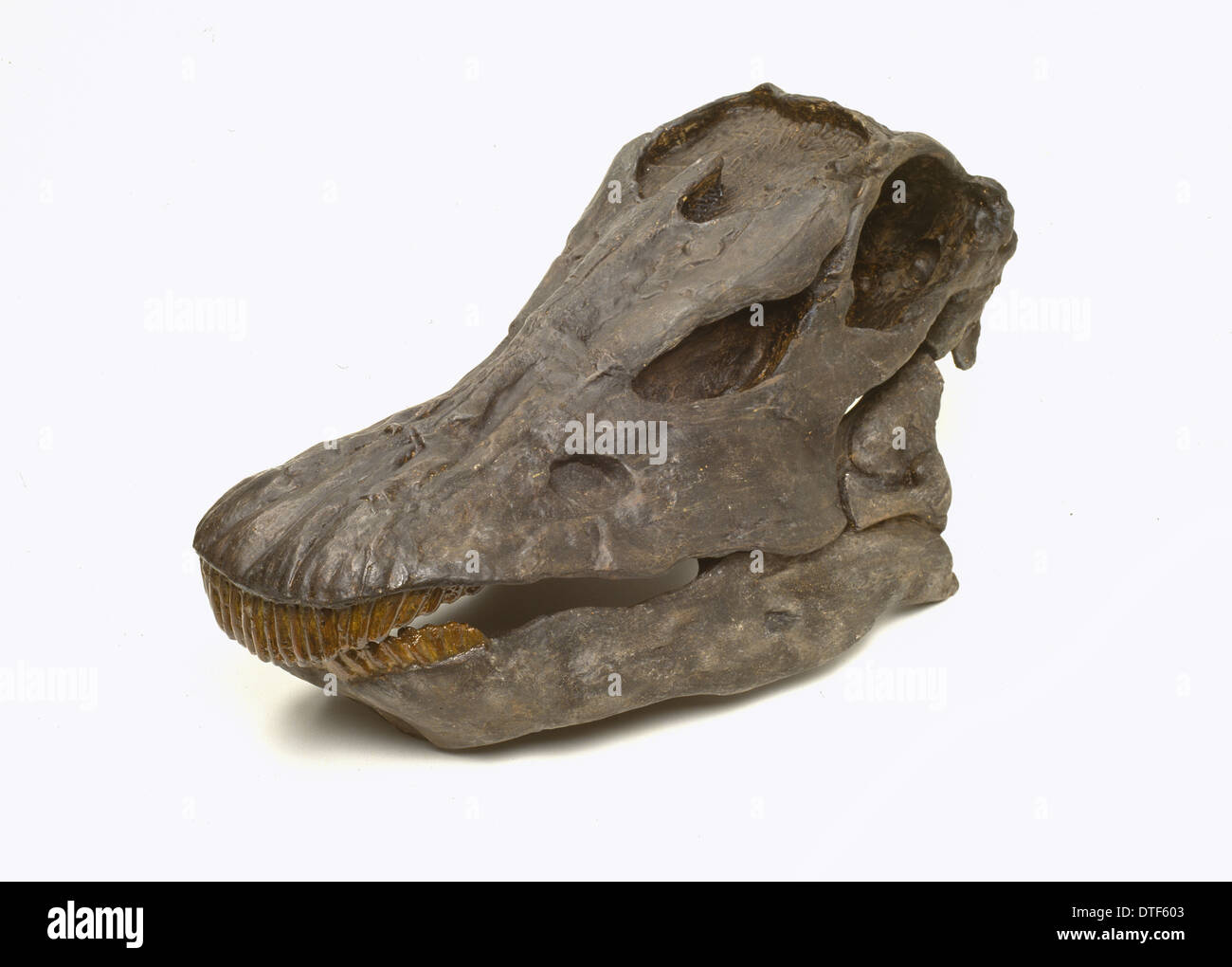 Diplodocus head hi-res stock photography and images - Alamy
