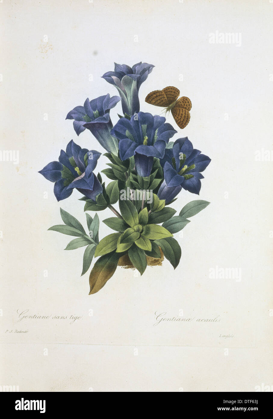 Gentiana flower drawing hi-res stock photography and images - Alamy