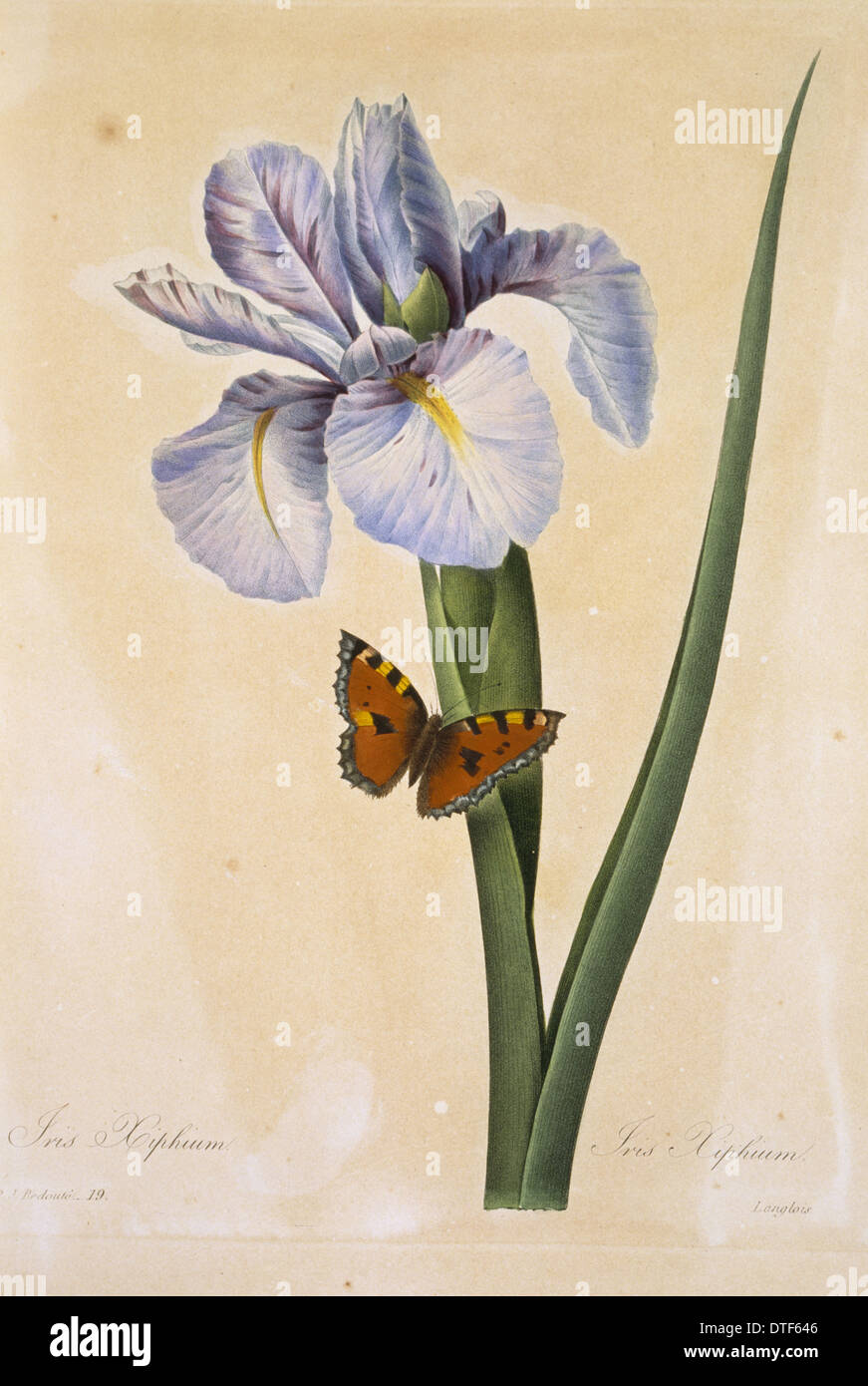 Iris xiphium, Spanish iris Stock Photo - Alamy