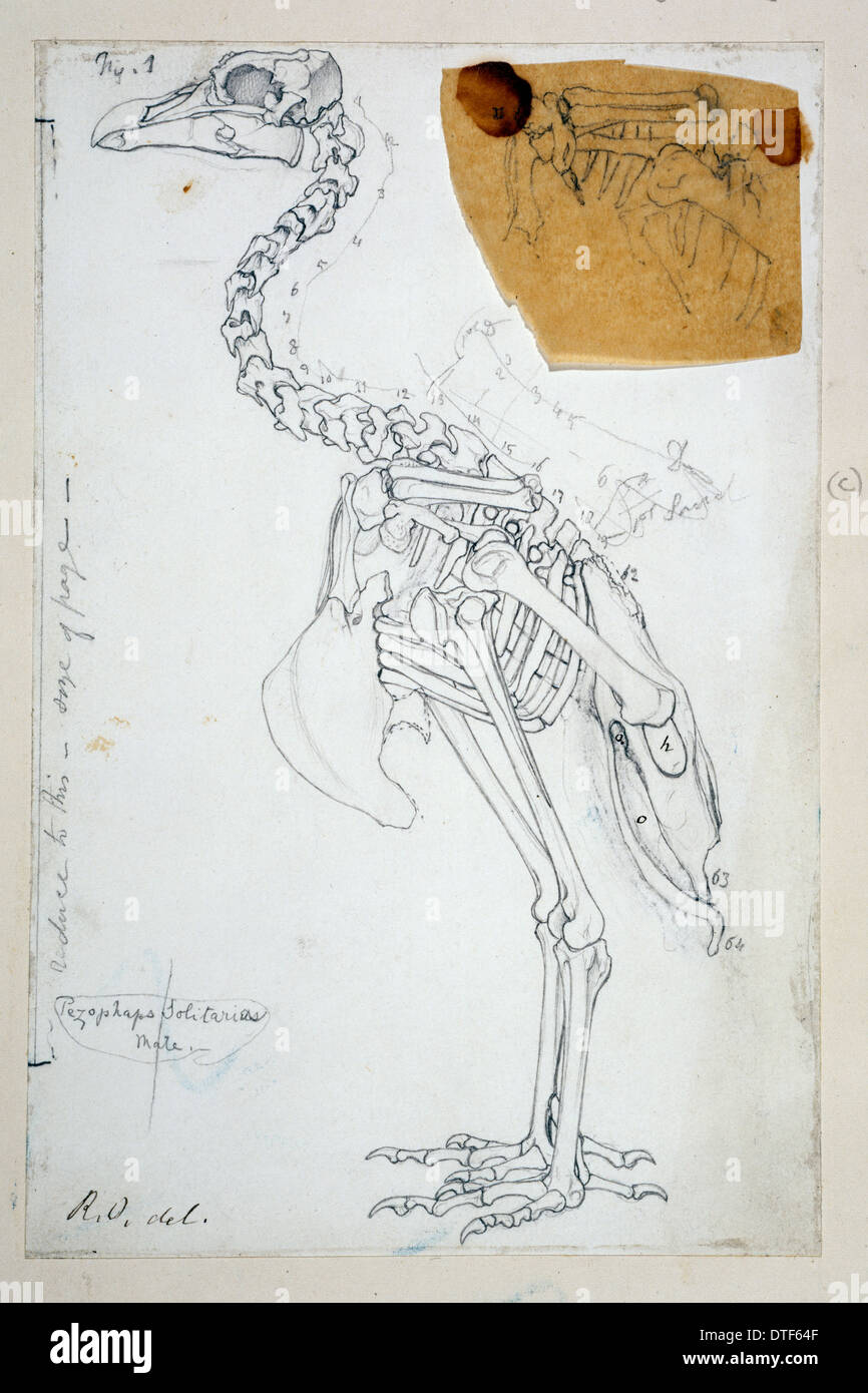 Rodrigues solitaire hi-res stock photography and images - Alamy