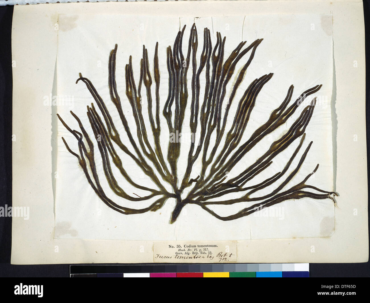 Codium tomentosum hi-res stock photography and images - Alamy