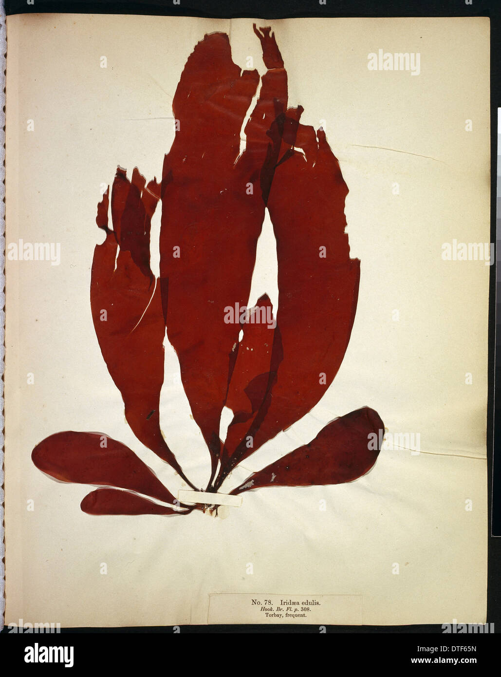 Gigartinaceae hi-res stock photography and images - Alamy