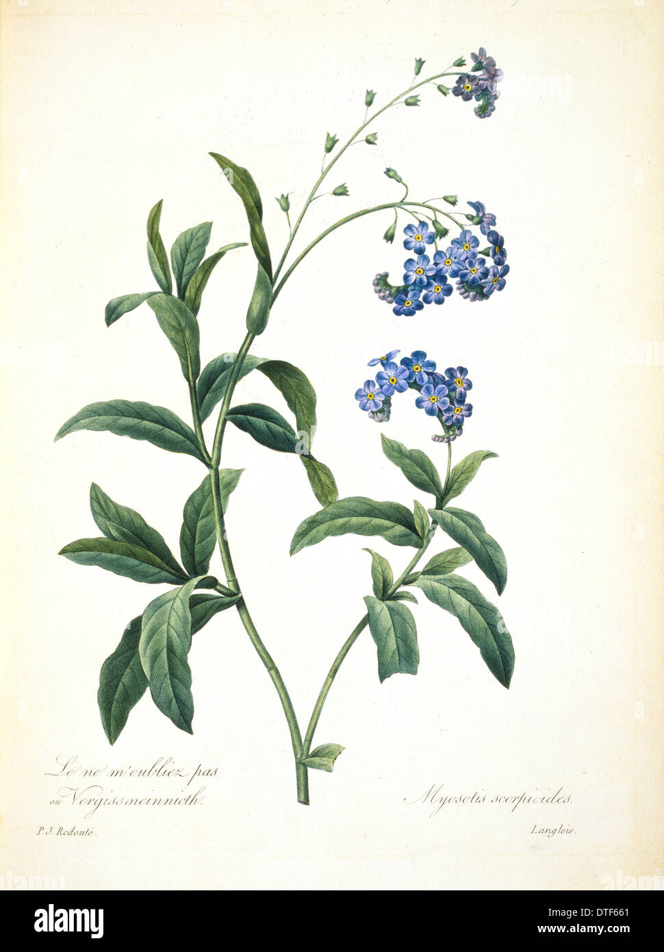 Forget Me Not Flowers Drawing