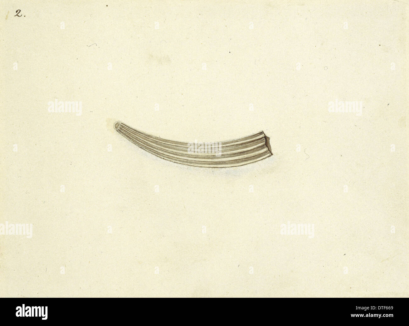 Dentalium hi-res stock photography and images - Alamy