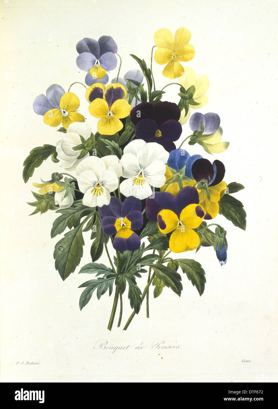 Viola drawing hi-res stock photography and images - Alamy