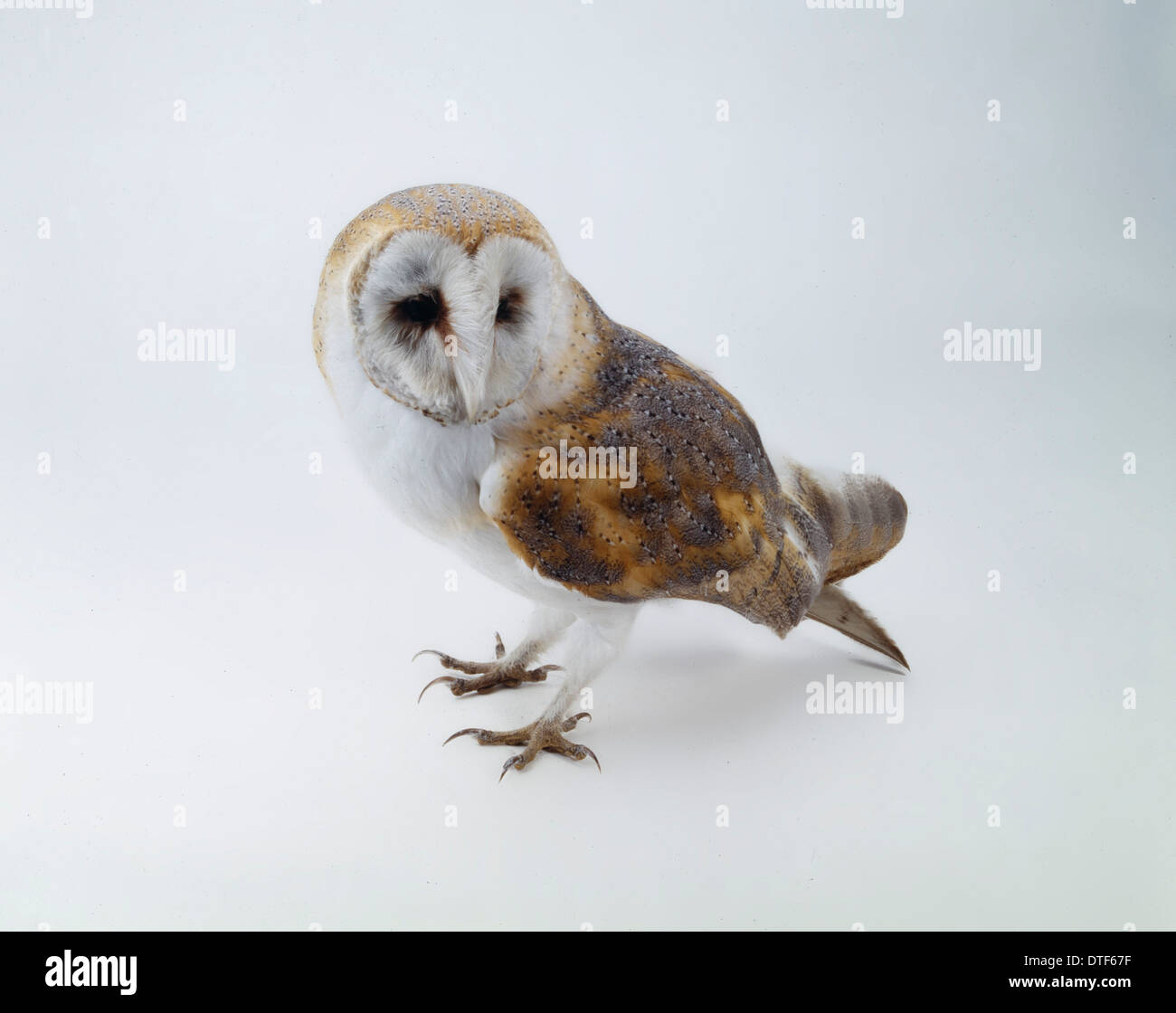 Soft owl hi-res stock photography and images - Alamy