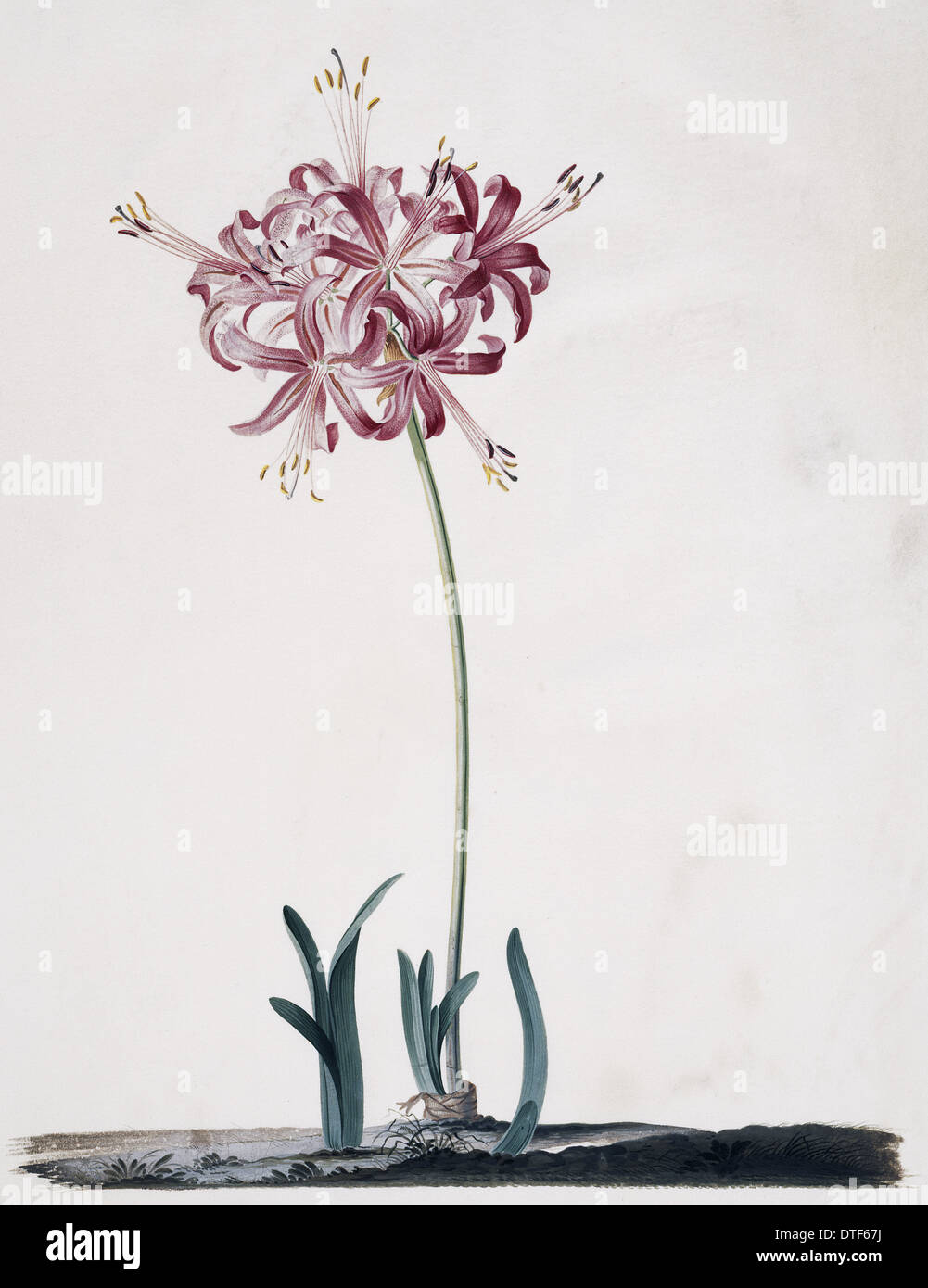 Guernsey lily nerine sarniensis hi-res stock photography and images - Alamy