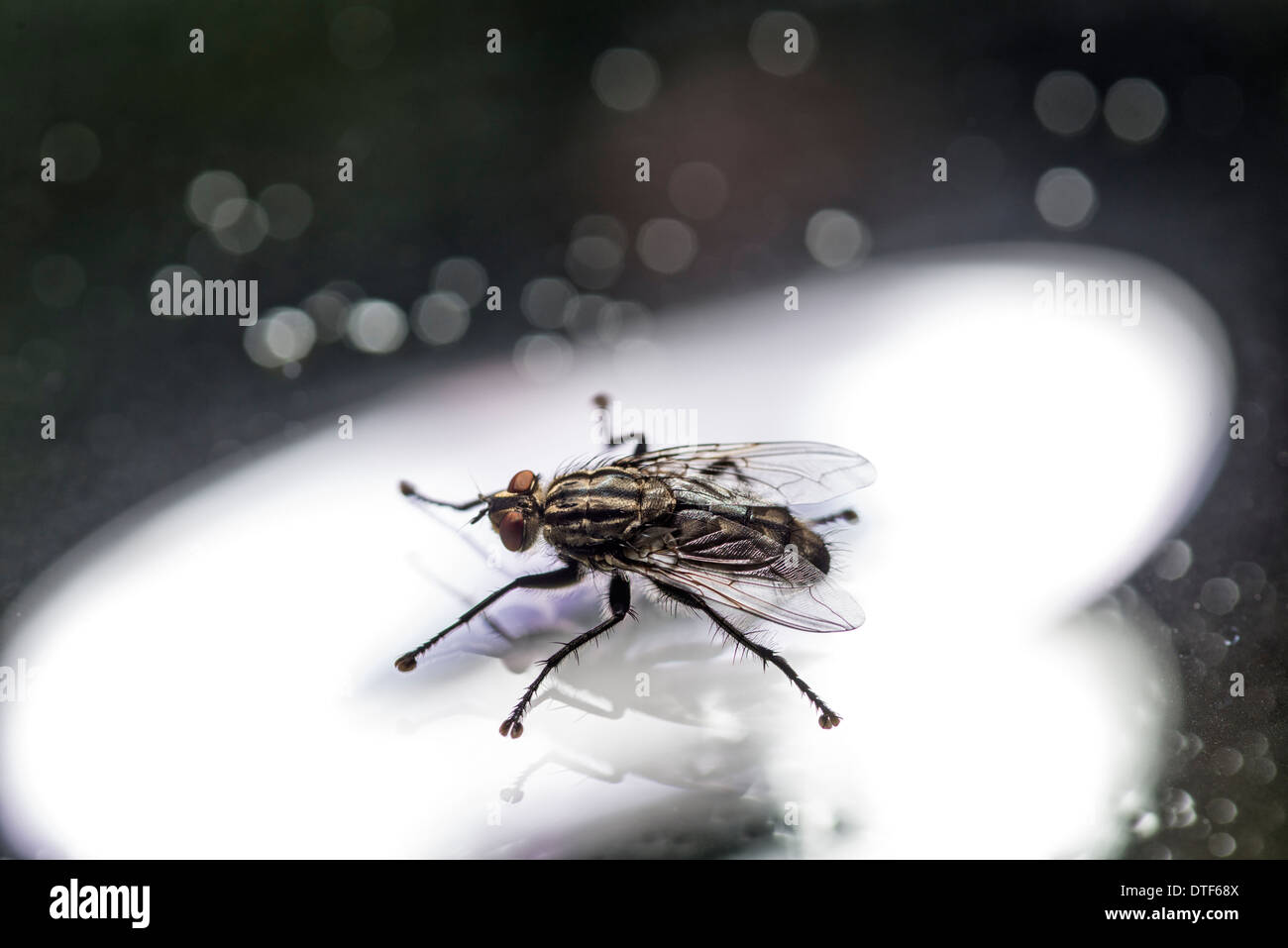 Close-up of a common housefly Stock Photo - Alamy