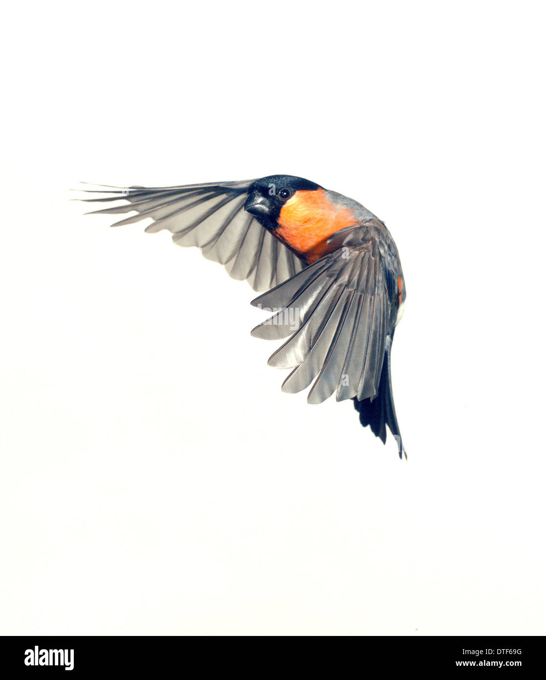 Pyrrhula pyrrhula, Eurasian bullfinch Stock Photo - Alamy