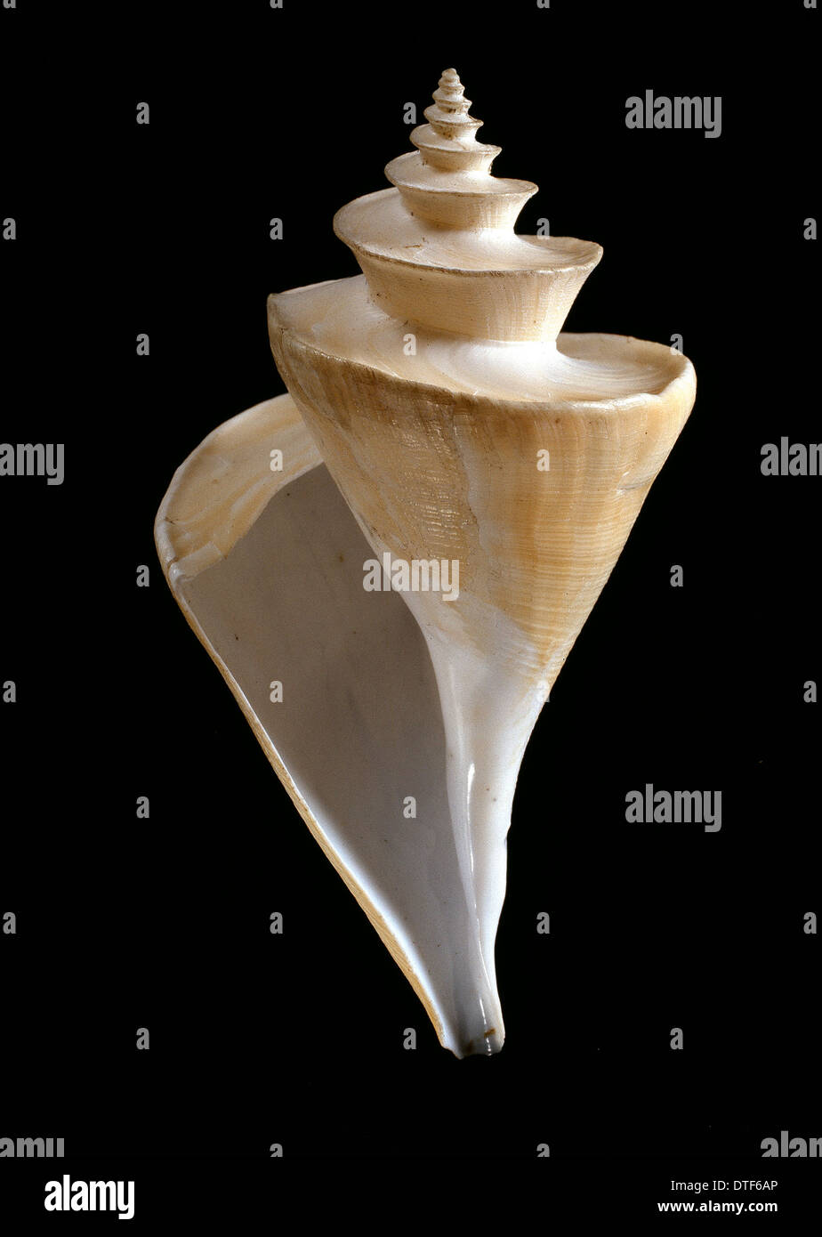 Thatcheria mirabilis, Japanese wonder shell Stock Photo - Alamy