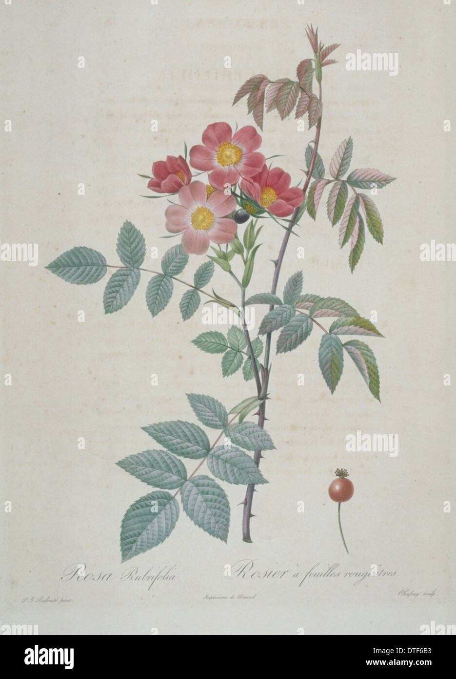 Rosa rubrifolia, red-leaved rose Stock Photo - Alamy