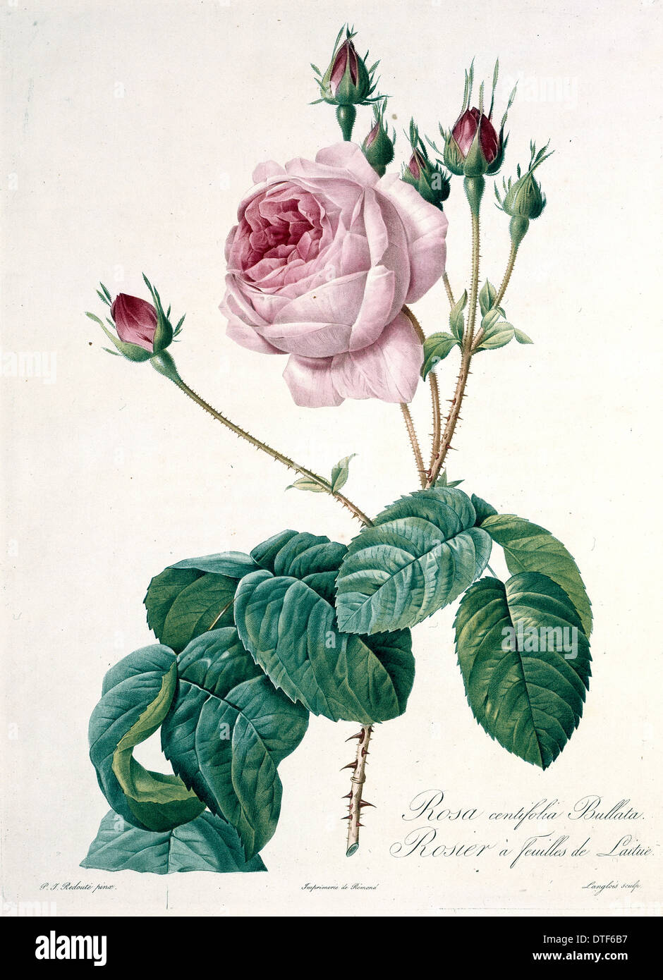 Rosa centifolla bullata, Bullate cabbage rose Stock Photo - Alamy