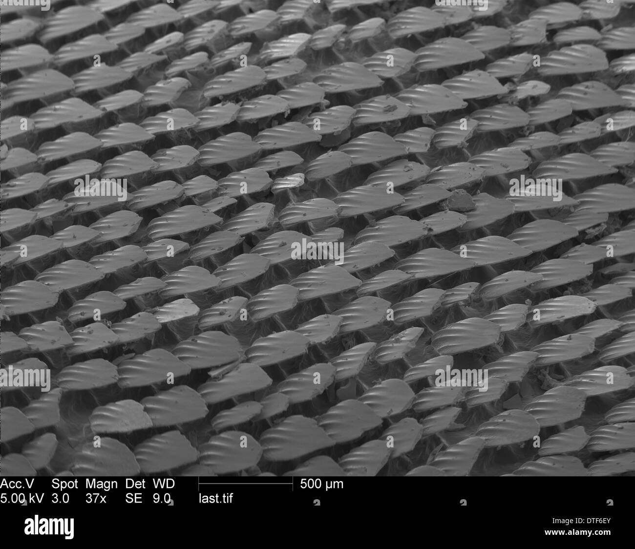 Shark skin microscope hi-res stock photography and images - Alamy