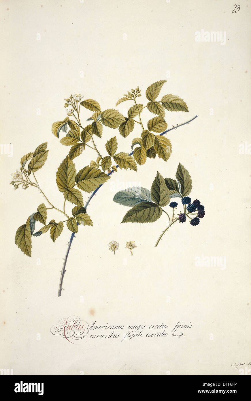 Rubus cuneifolius, blackberry Stock Photo - Alamy