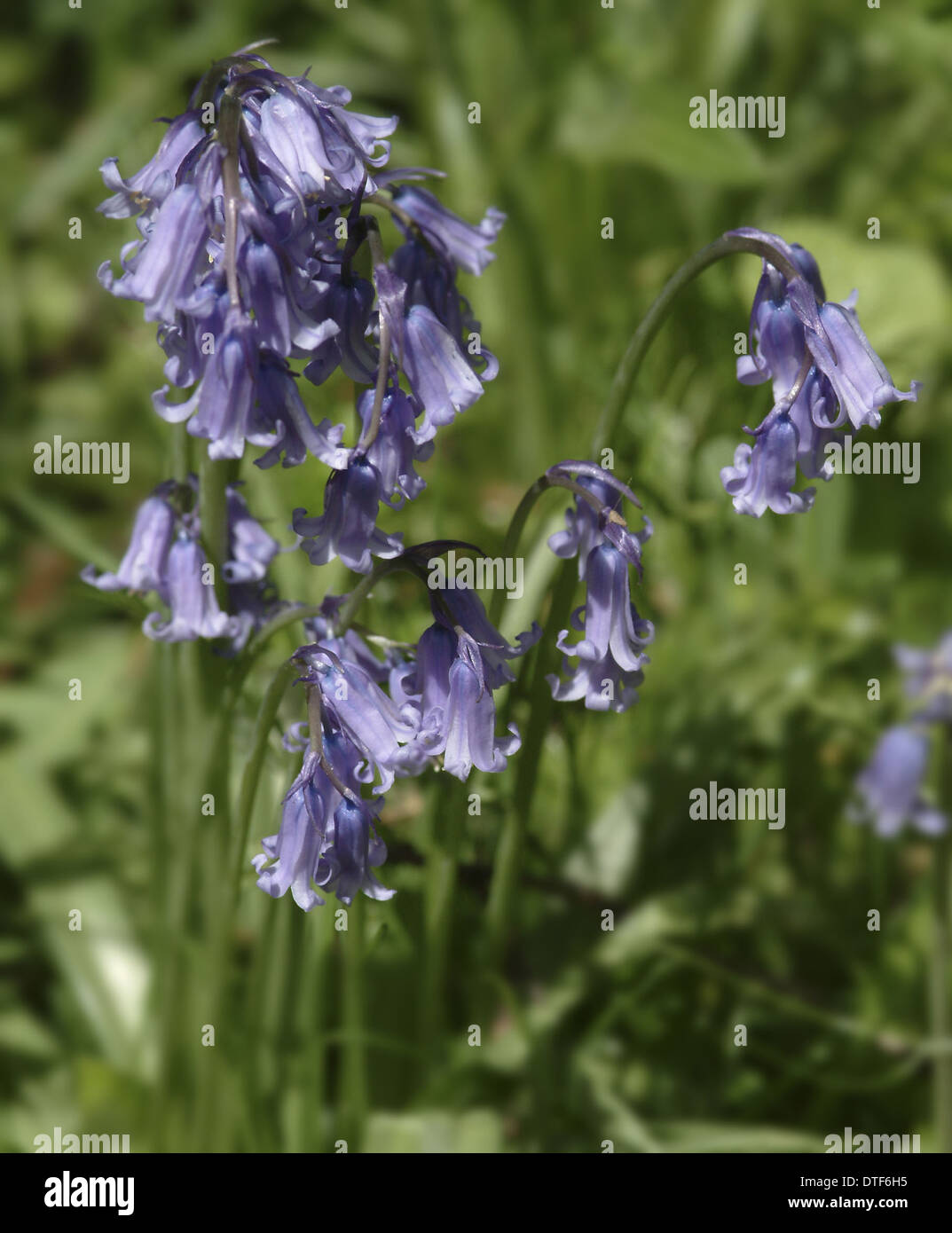 Bluebell common hi-res stock photography and images - Alamy