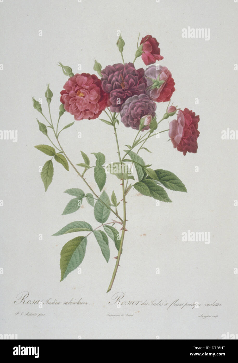 Rosa indica hi-res stock photography and images - Alamy