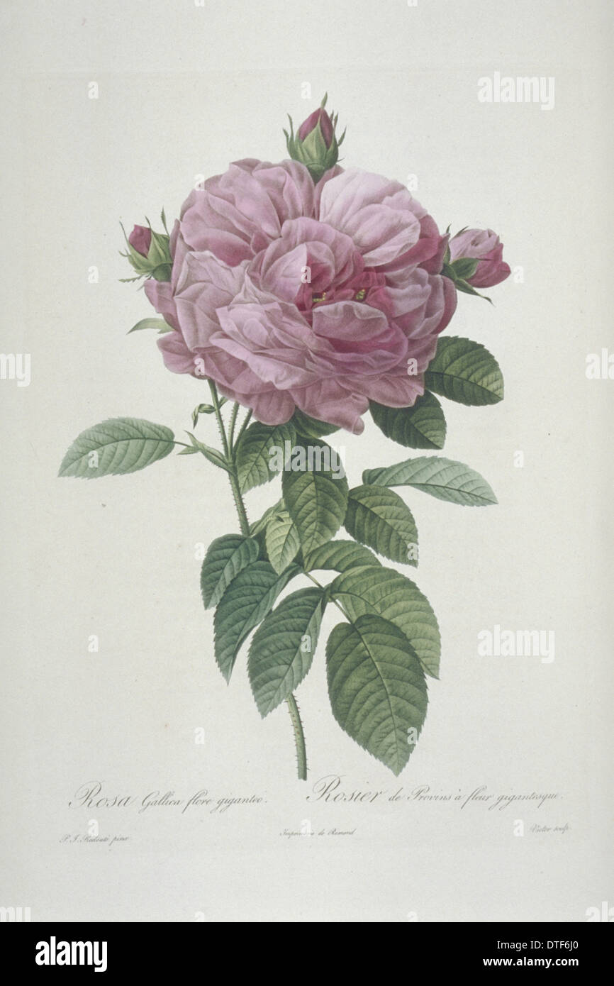 Rosa gallica flore giganted, giant-flowered provins rose Stock Photo ...