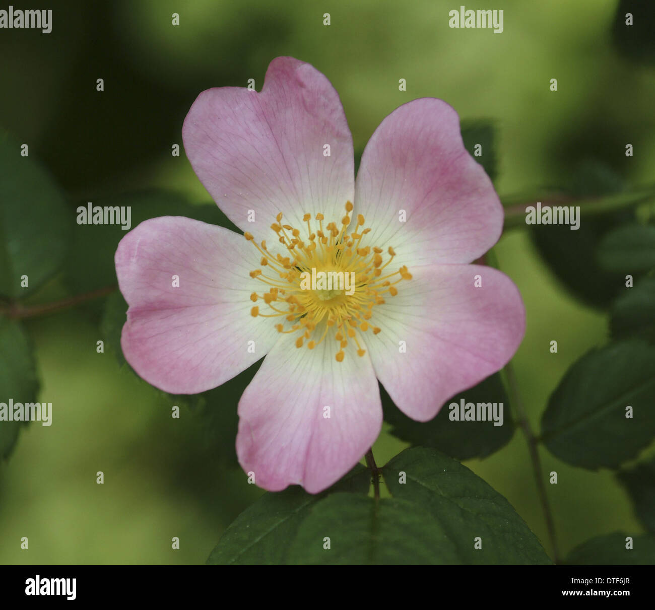Rosa sp., wild rose Stock Photo - Alamy