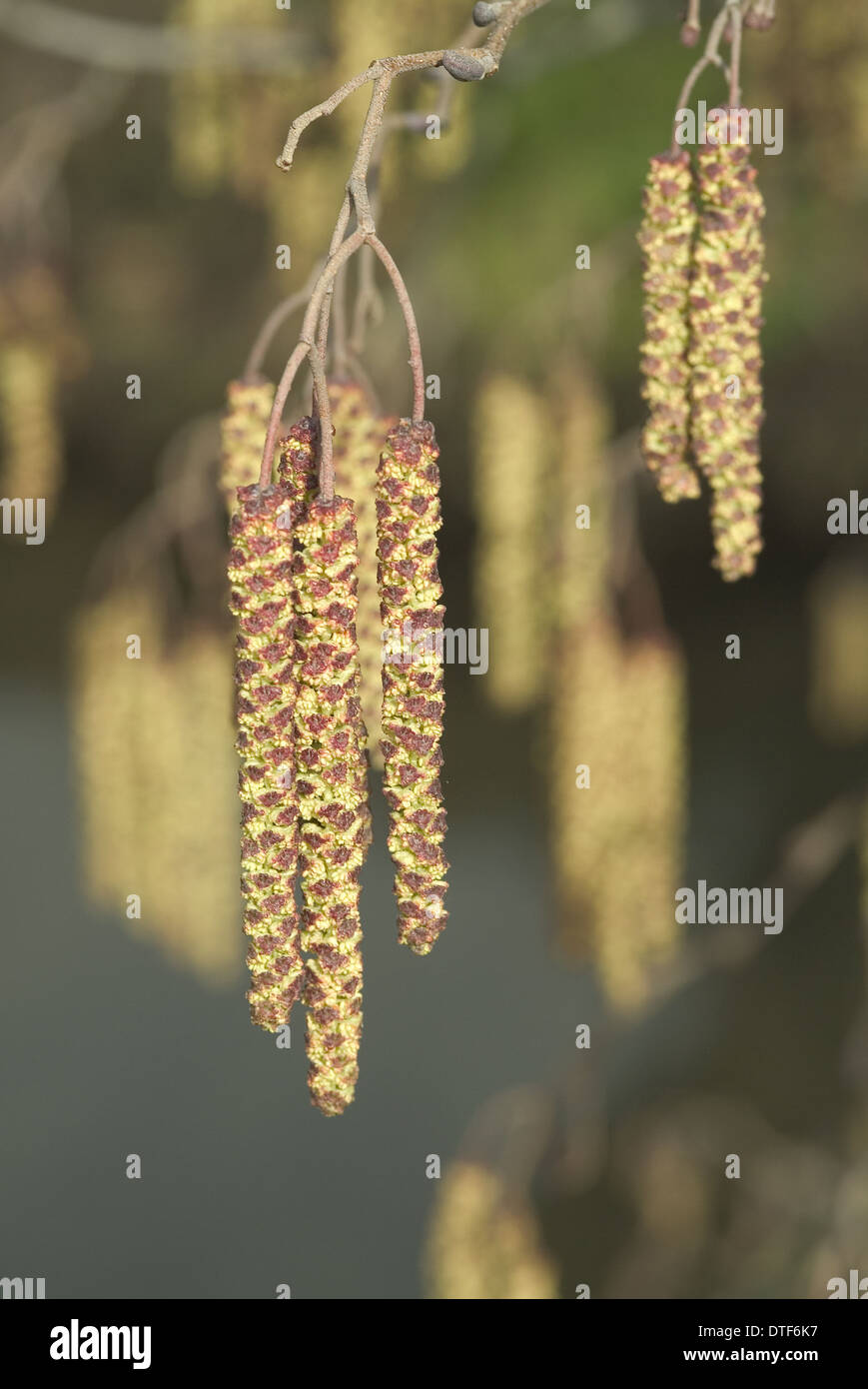 Alnus glutinosa catkin, alder catkin Stock Photo - Alamy