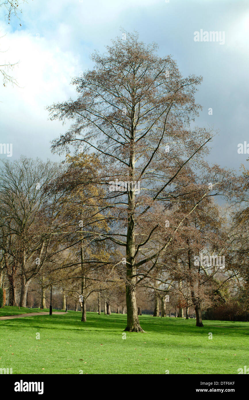 Alder glutinosa hi-res stock photography and images - Alamy