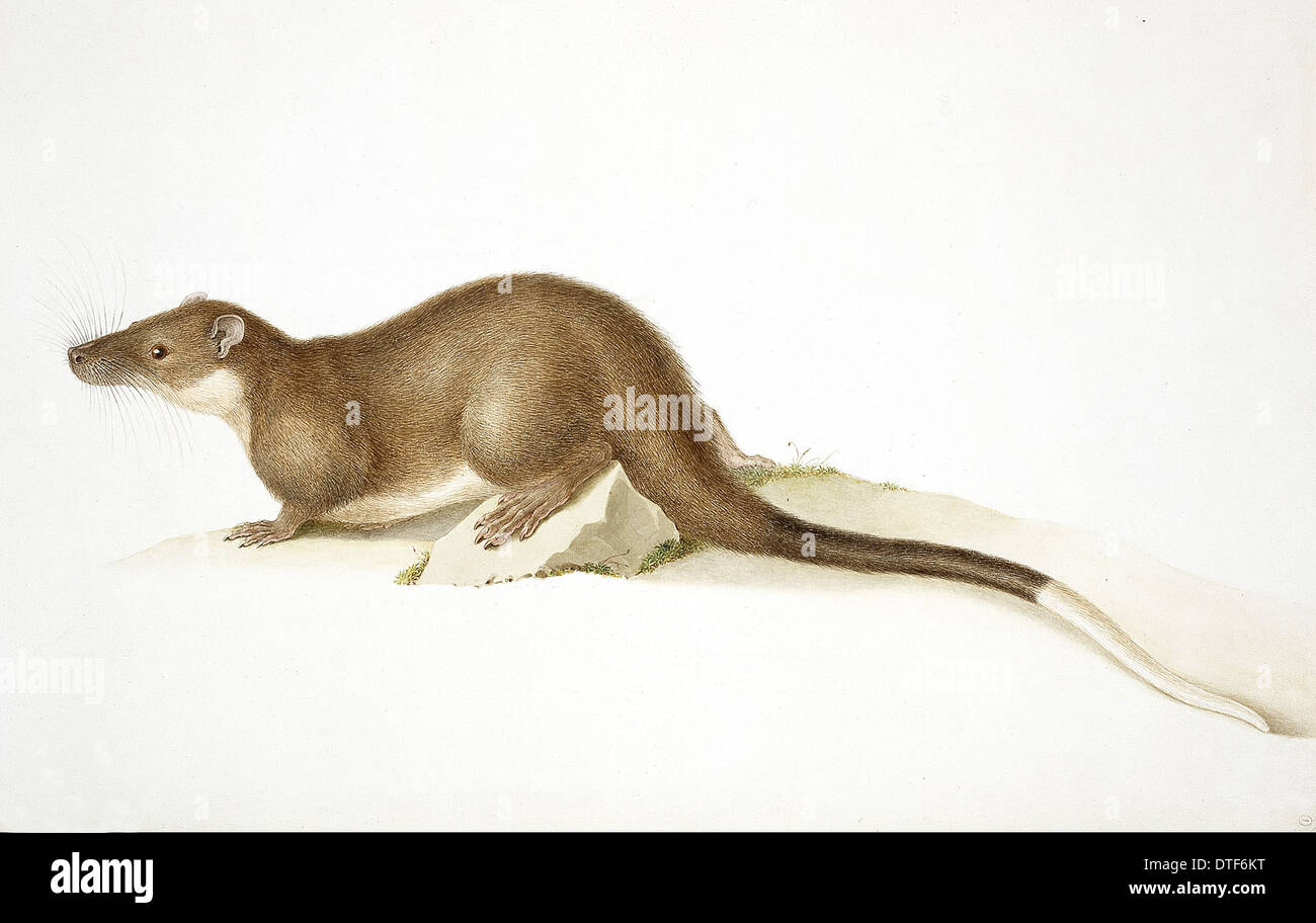 Hydromys hi-res stock photography and images - Alamy