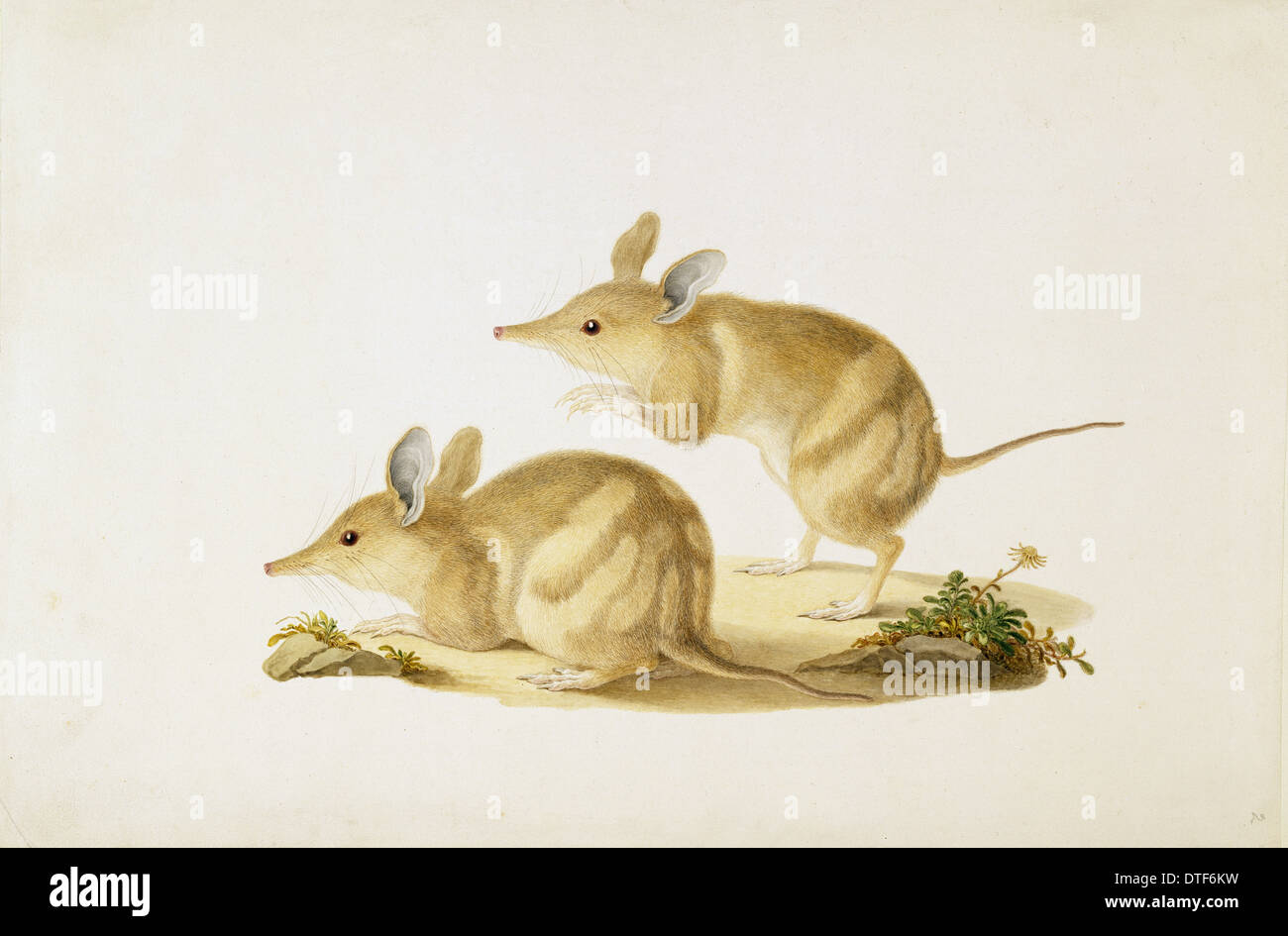 Perameles bougainville hi-res stock photography and images - Alamy