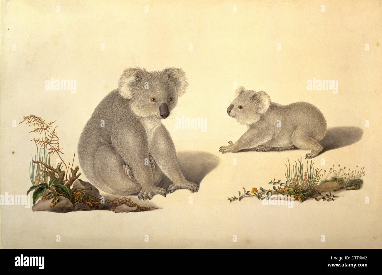 Phascolarctos cinereus, koala Stock Photo - Alamy