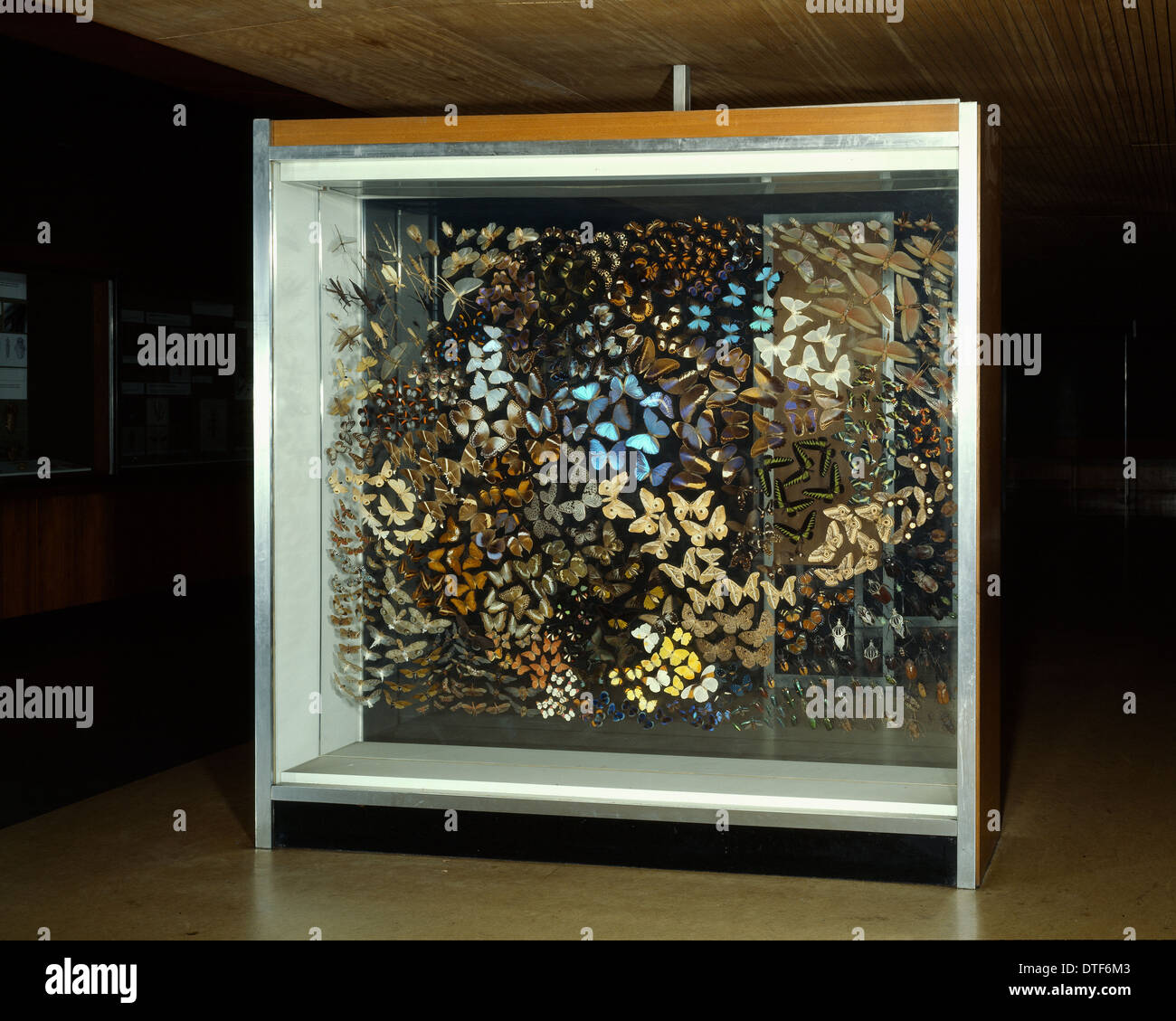 Insect display case hi-res stock photography and images - Alamy