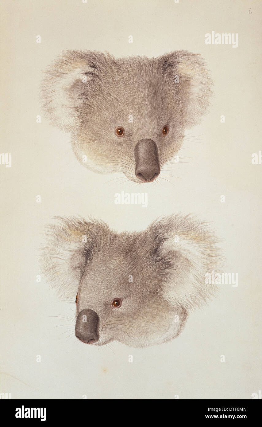 Phascolarctos cinereus, koala Stock Photo - Alamy