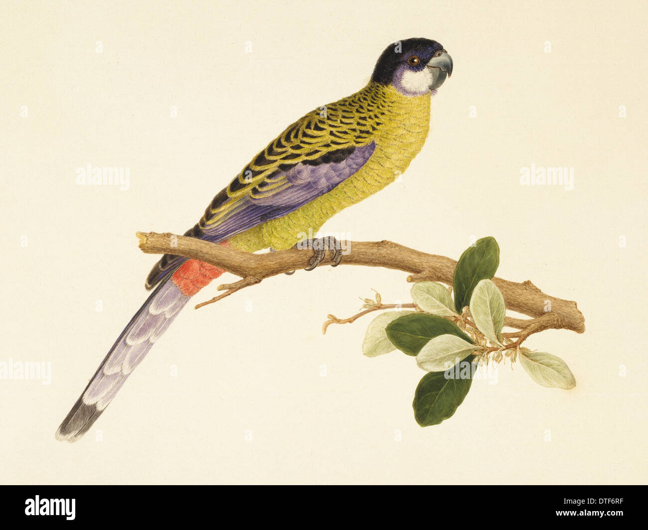 Platycercus venustus, northern rosella Stock Photo - Alamy