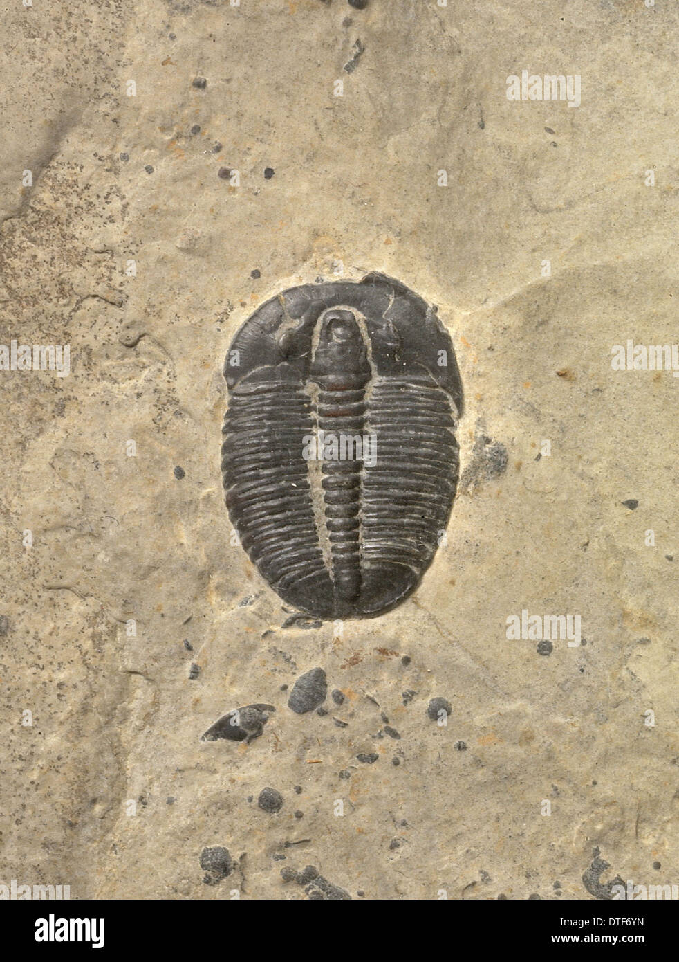 Elrathia kingii, trilobites Stock Photo - Alamy