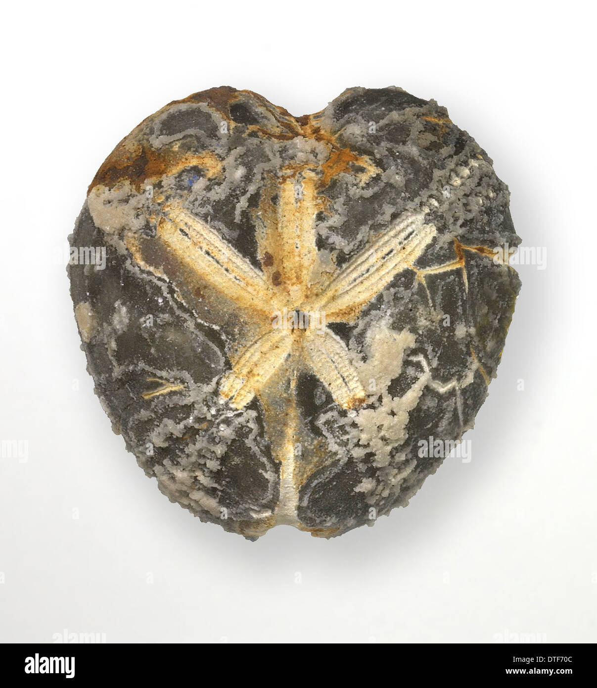 Micraster coranguinum (Leske), shepherd's crown echinoid Stock Photo ...