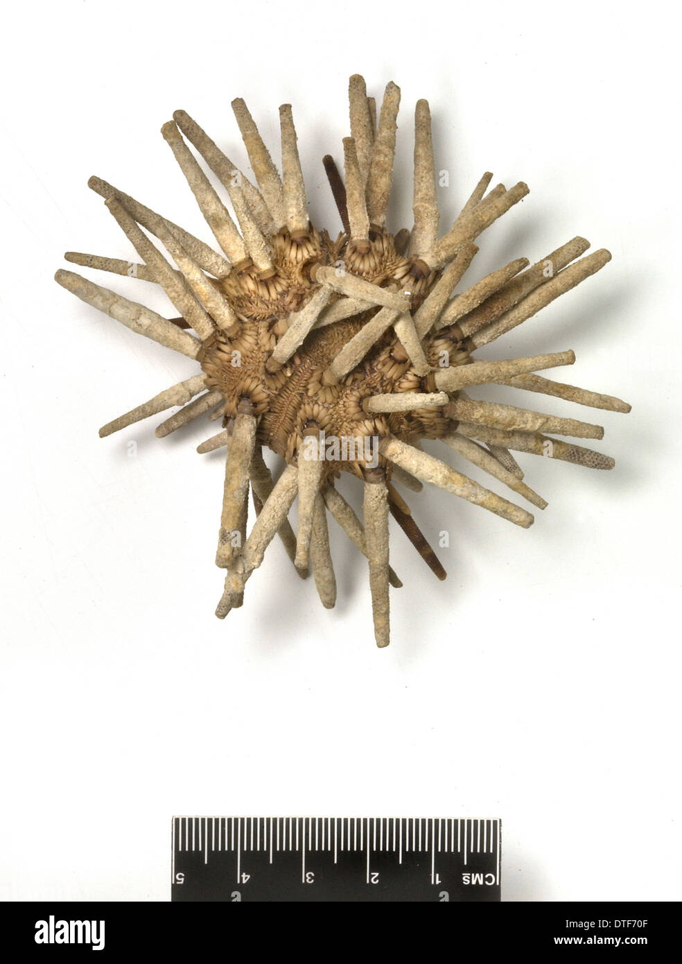 Fossil sea urchin hi-res stock photography and images - Alamy
