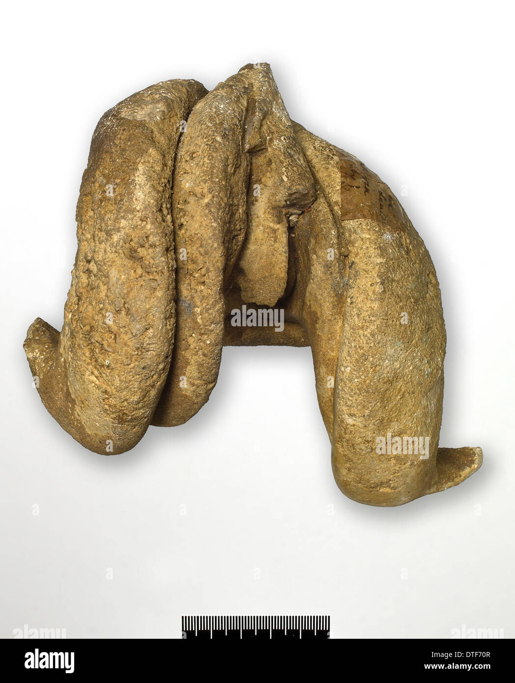 Cast fossil hi-res stock photography and images - Alamy