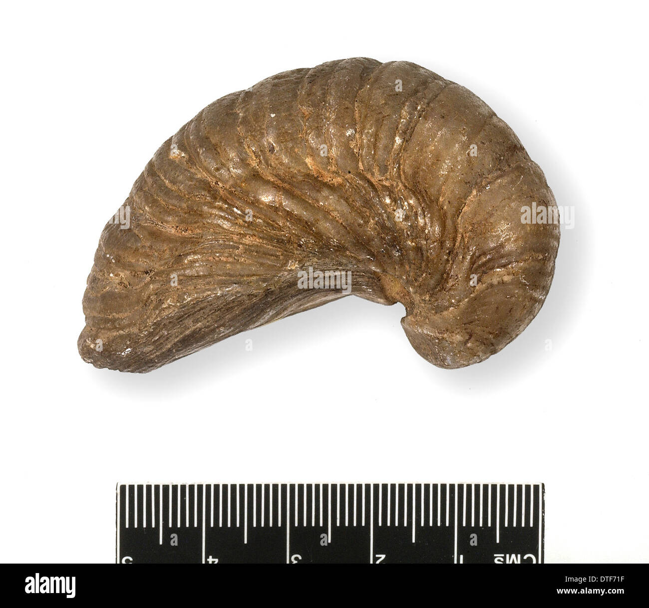 Gryphaea High Resolution Stock Photography and Images - Alamy