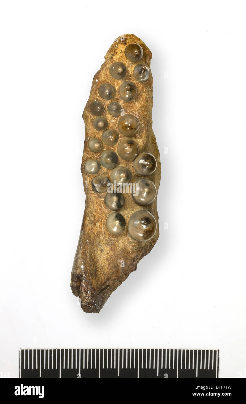 Teeth lepidotes hi-res stock photography and images - Alamy