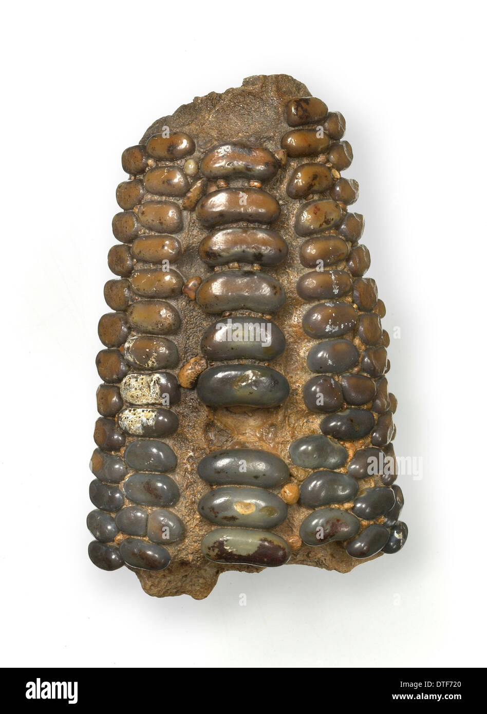 Fossil Fish Teeth