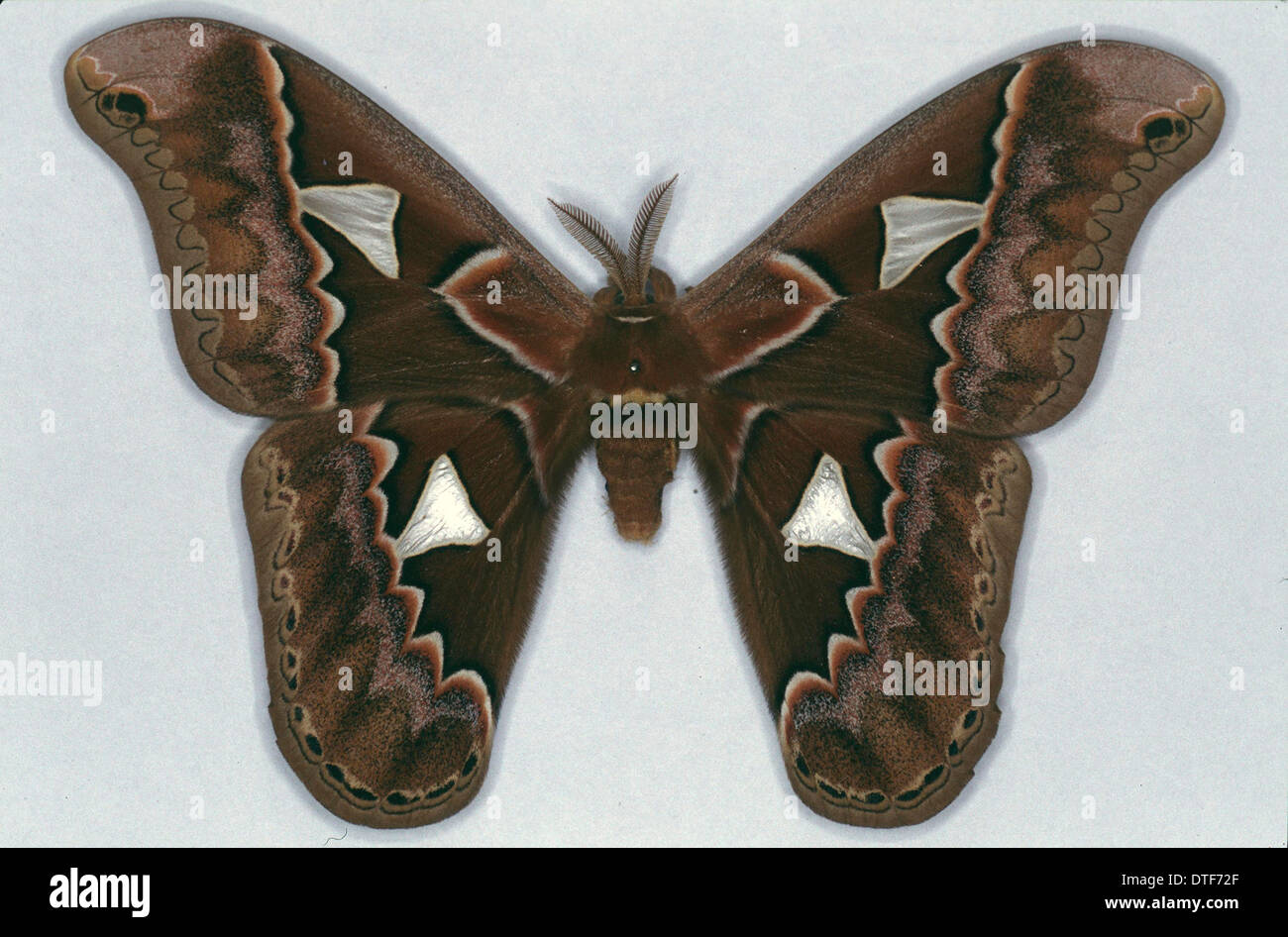 Rothschildia moth hi-res stock photography and images - Alamy