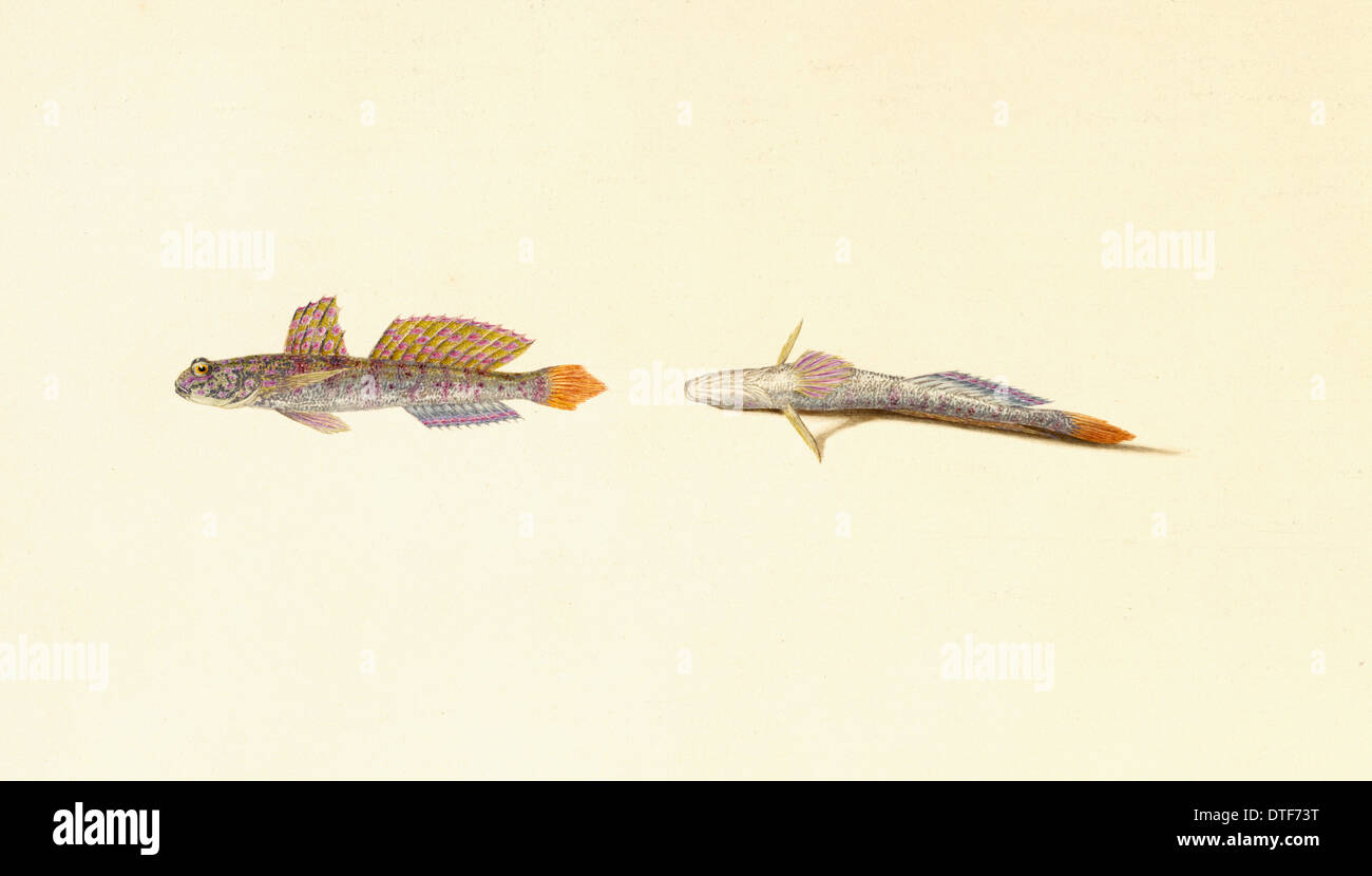 Favonigobius sp., goby Stock Photo - Alamy