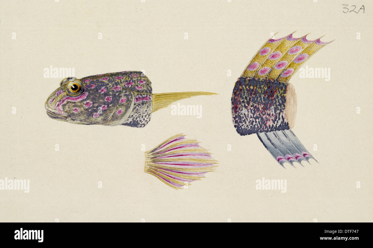 Pelvic fin hi-res stock photography and images - Alamy