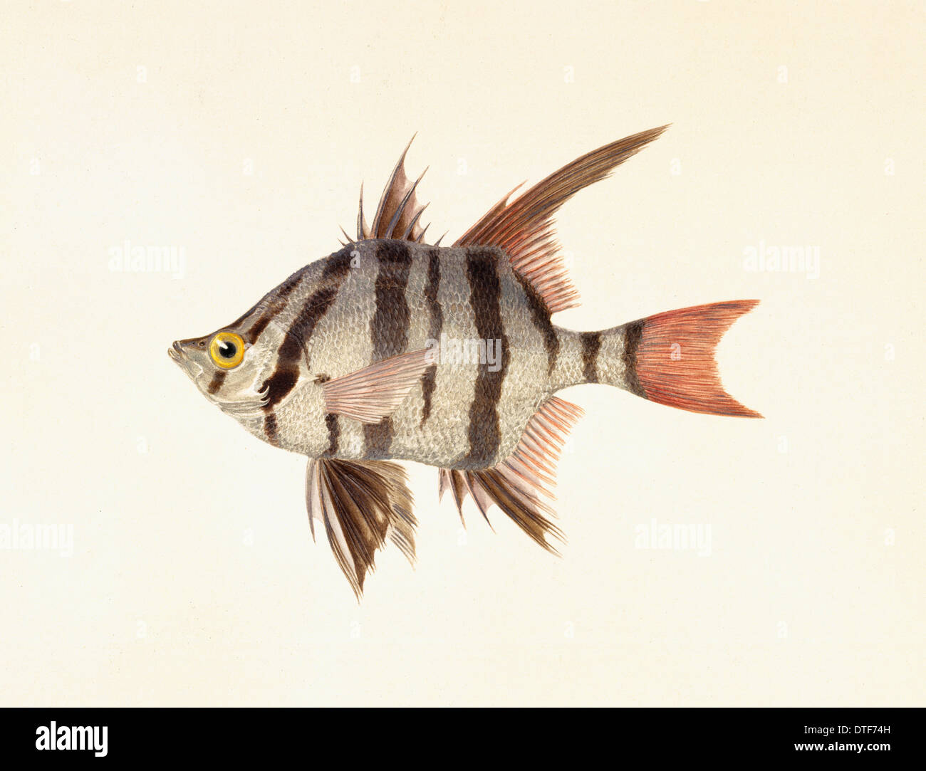 Old wife enoplosus armatus hi-res stock photography and images - Alamy