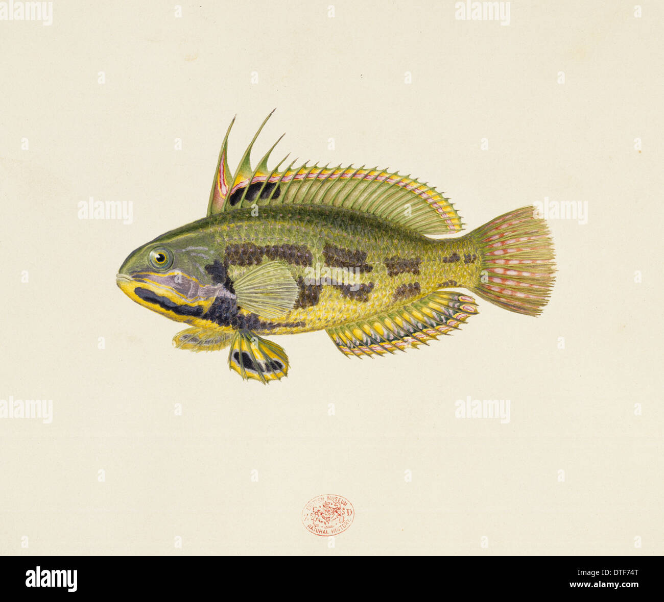 Odax acroptilus hi-res stock photography and images - Alamy