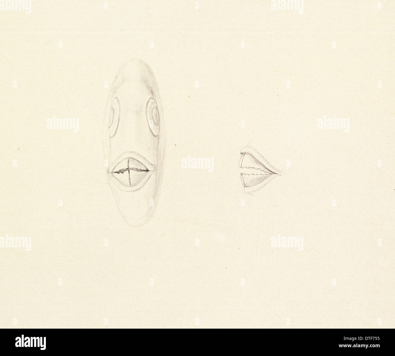 Odax acroptilus hi-res stock photography and images - Alamy