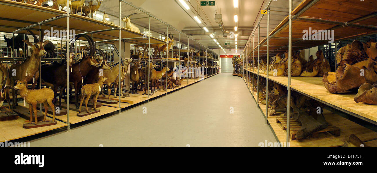 Natural History Museum Storeroom Stock Photo - Alamy