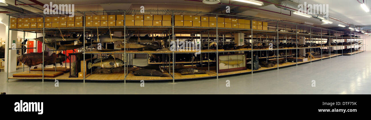 Natural History Museum storeroom Stock Photo - Alamy