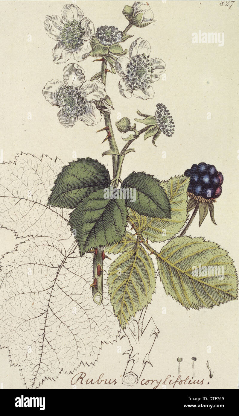 Blackberry botanical illustration hi-res stock photography and images ...