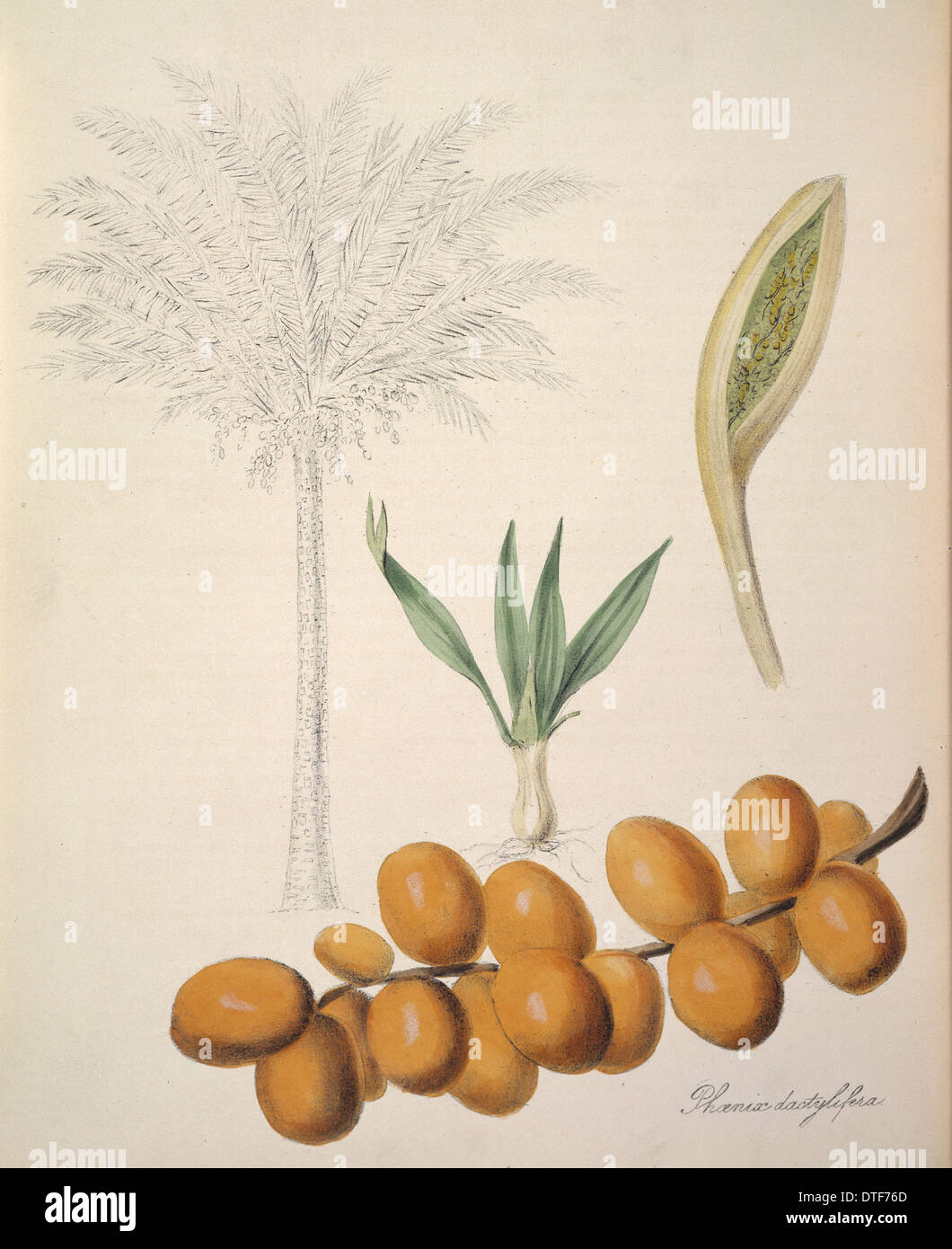 Phoenix dactylifera, palm date Stock Photo - Alamy
