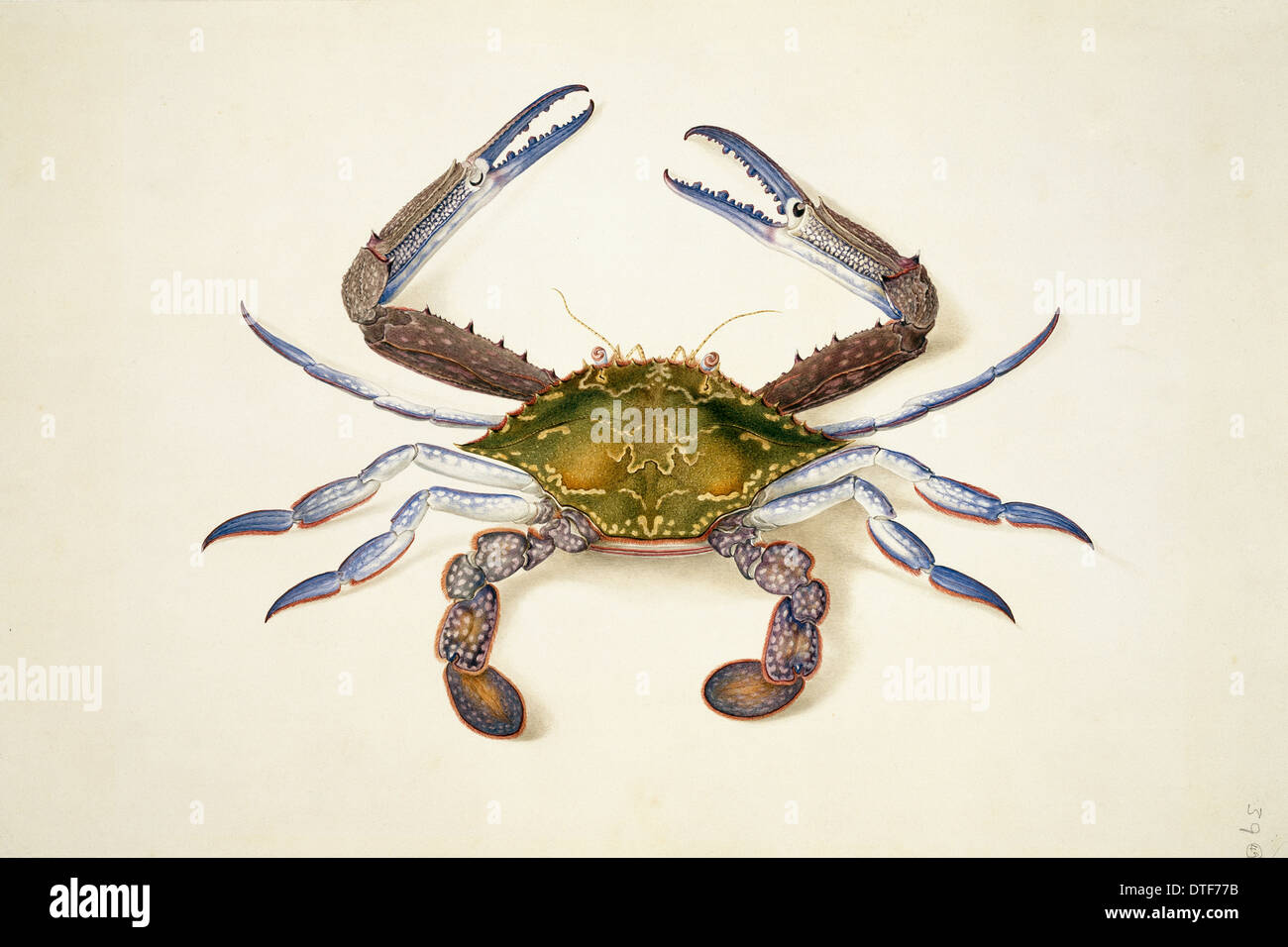 Portunus pelagicus, blue swimming crab Stock Photo: 66717823 - Alamy