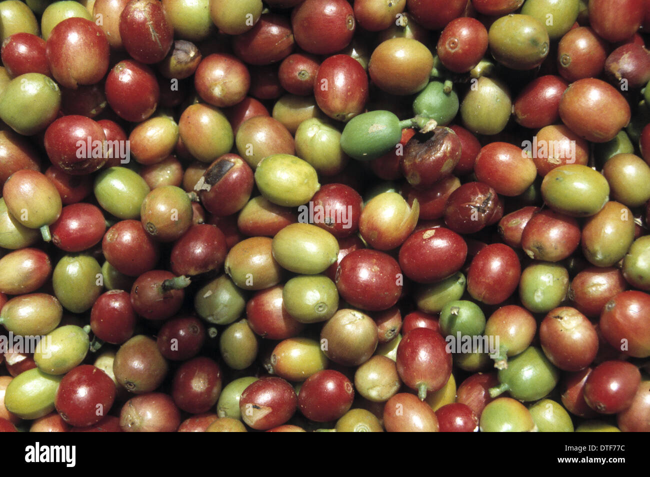Coffea sp., coffee beans Stock Photo - Alamy