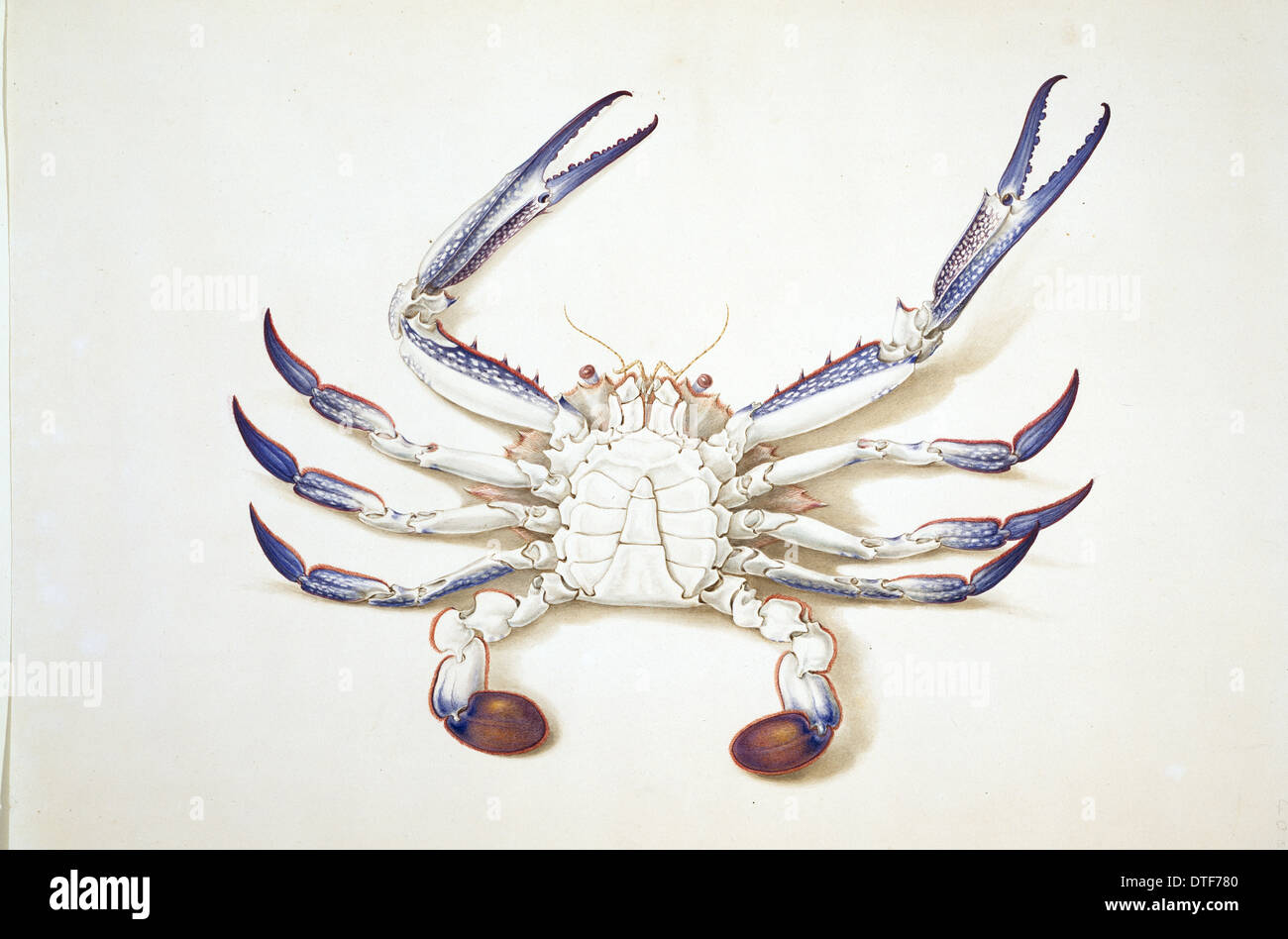 Portunus pelagicus, blue swimming crab Stock Photo - Alamy